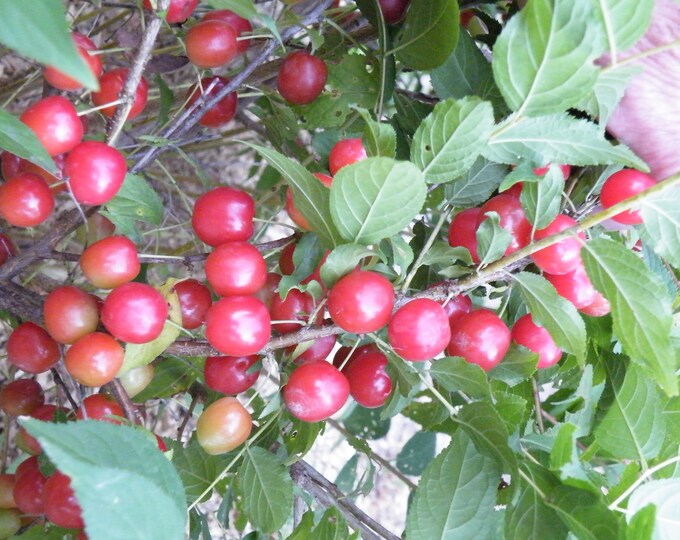 Pluerry Sweet Treat and Candy Heart Scion Cutting for Propagation. USDA ...