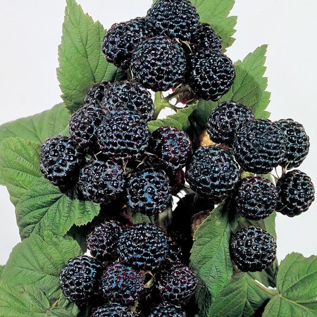 1 Jewel Black Raspberry Plant. Midseason. Zones 4-8. Live Rooted ...