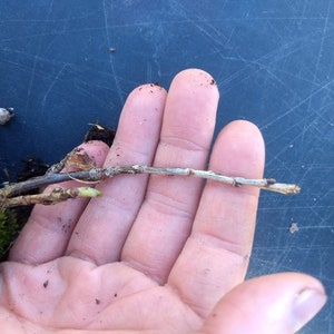 1 Perfection Red Currant Plant, Zones 3-7 - Etsy