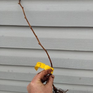 1 Early Crop Ever Bearing Mammoth Red Raspberry.live Rooted.zone 3-8 ...