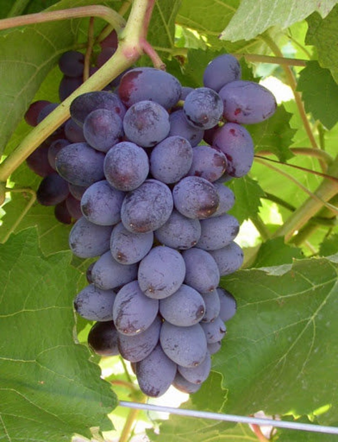 1 Fredonia Black/blue Grape Living Plant. Live Rooted Starter Plant ...