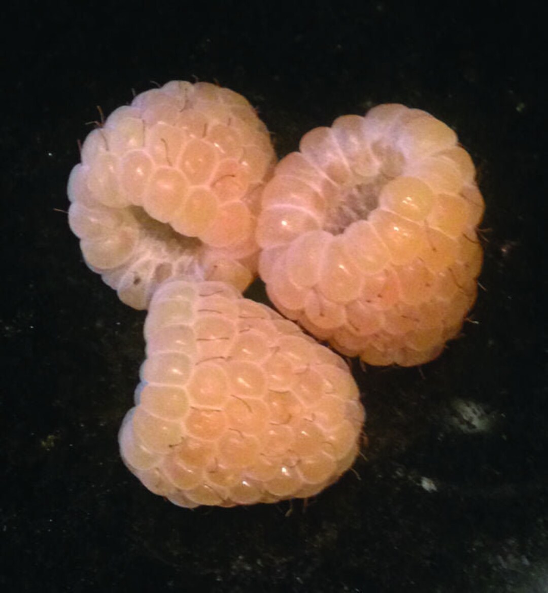 1 Yellow Anne Raspberry Living Plant. Live Starter Plant Zones 4-9. - Etsy