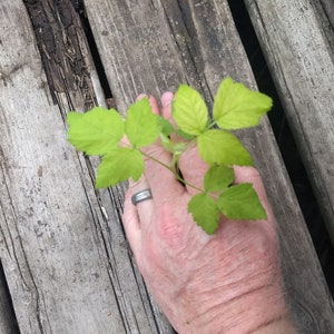 1 Fall Gold Raspberry Rooted Plant. Zones 3-8. Gold Colored - Etsy
