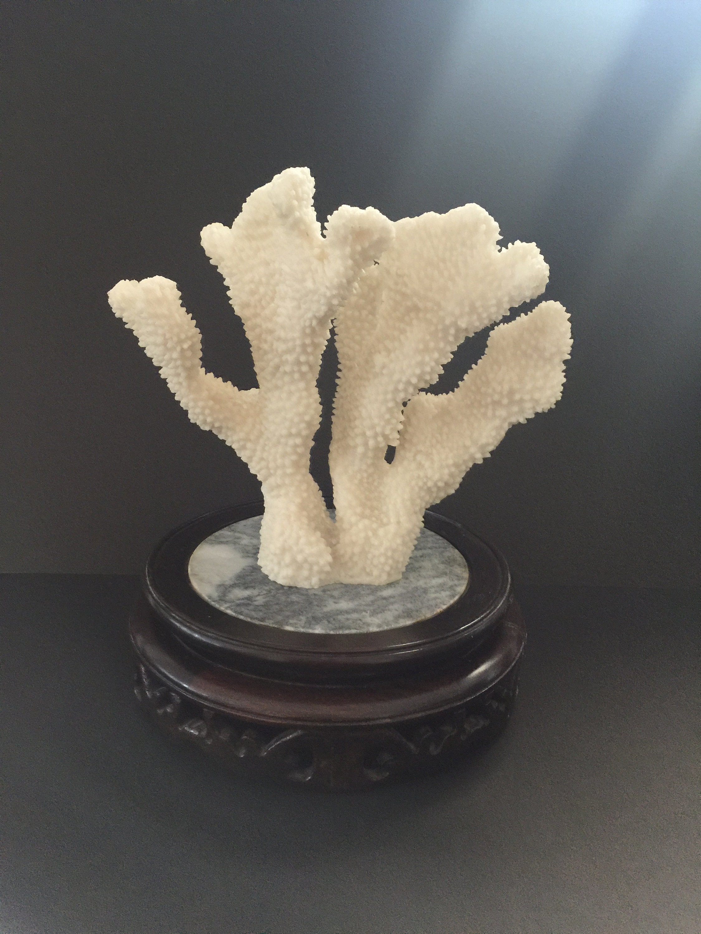 Natural Coral Reef Cluster - Etsy