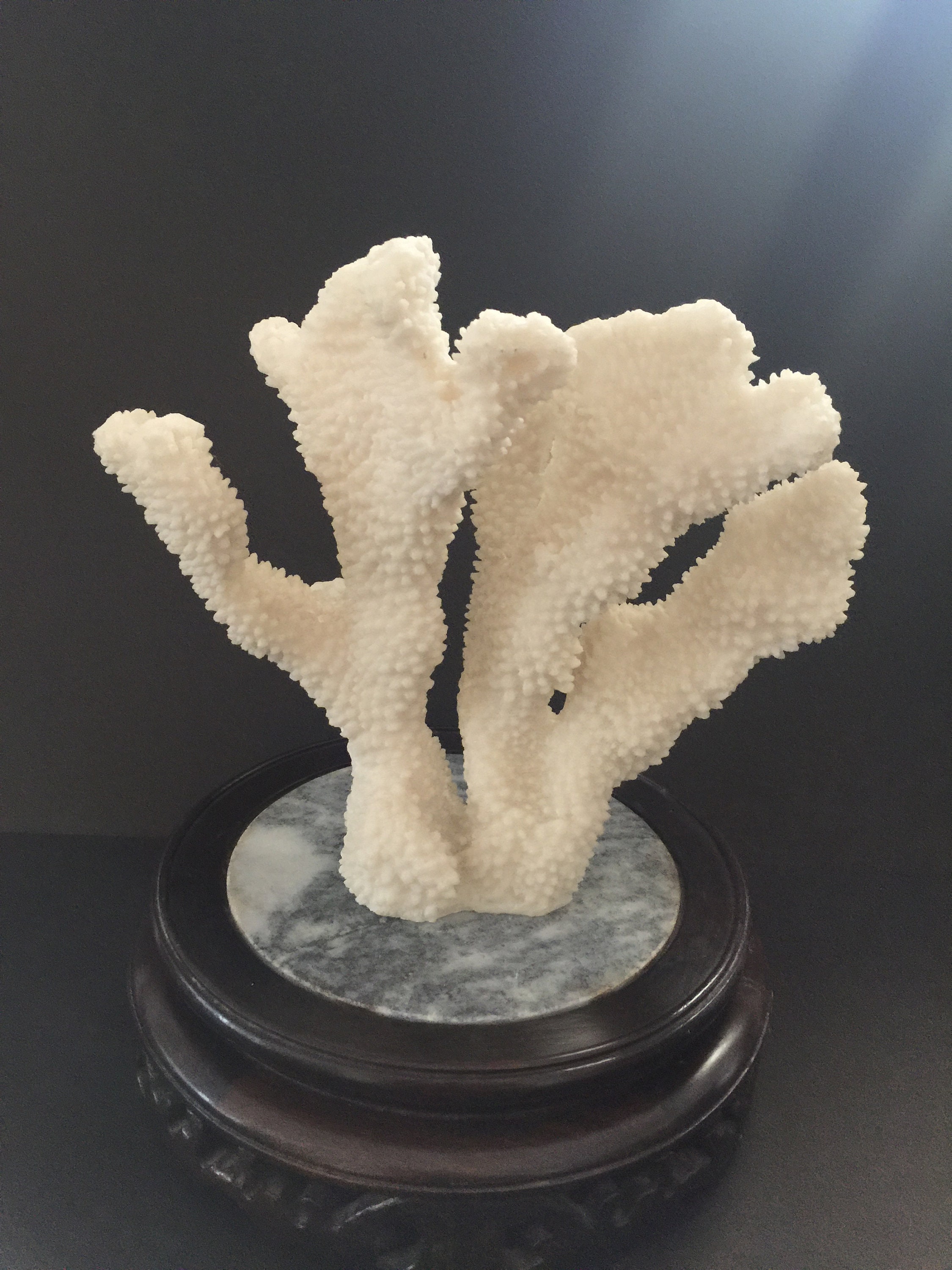 Natural Coral Reef Cluster - Etsy