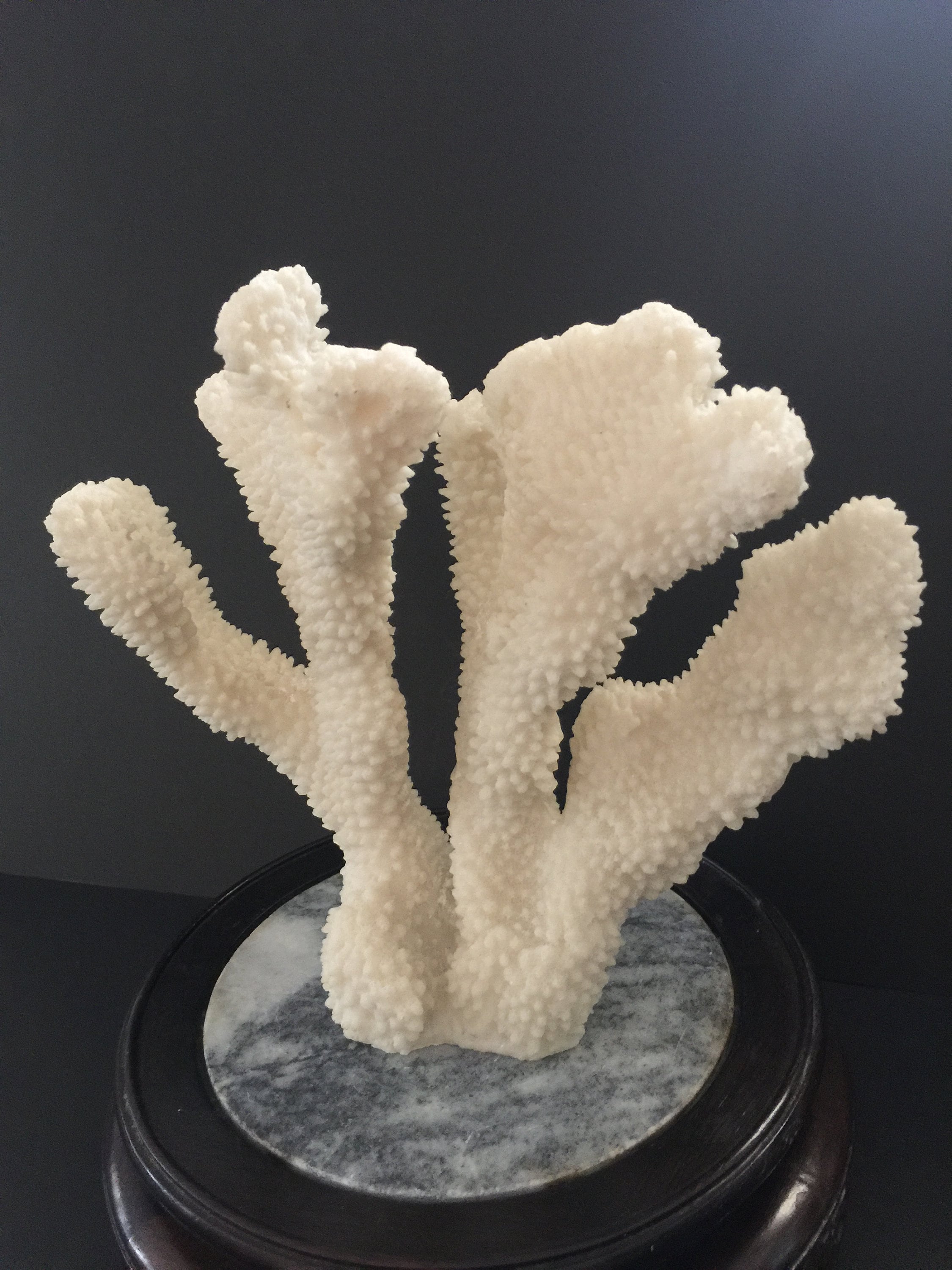 Natural Coral Reef Cluster - Etsy