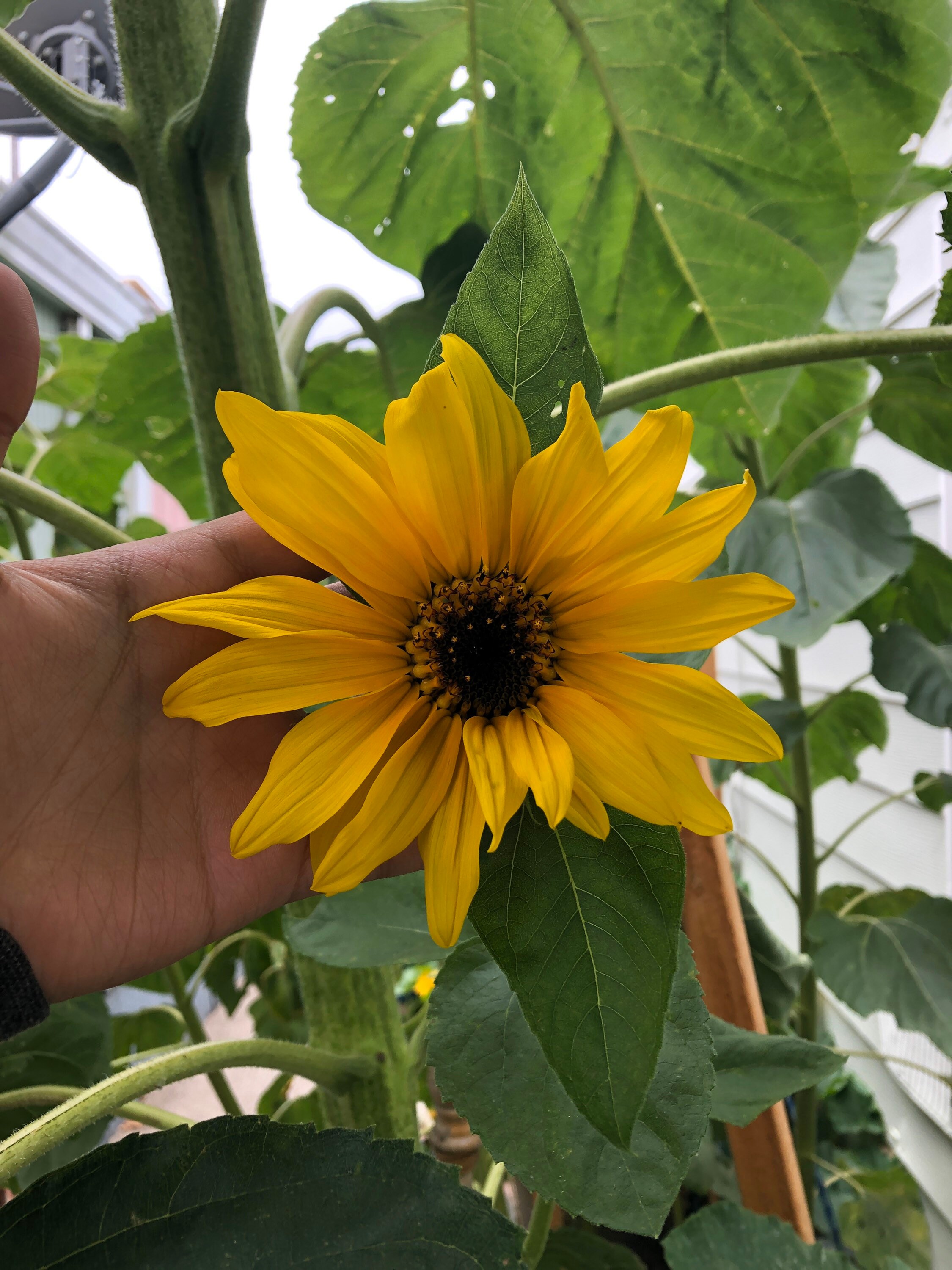 American Giant Sunflower Seeds Uk at Christine Scheerer blog