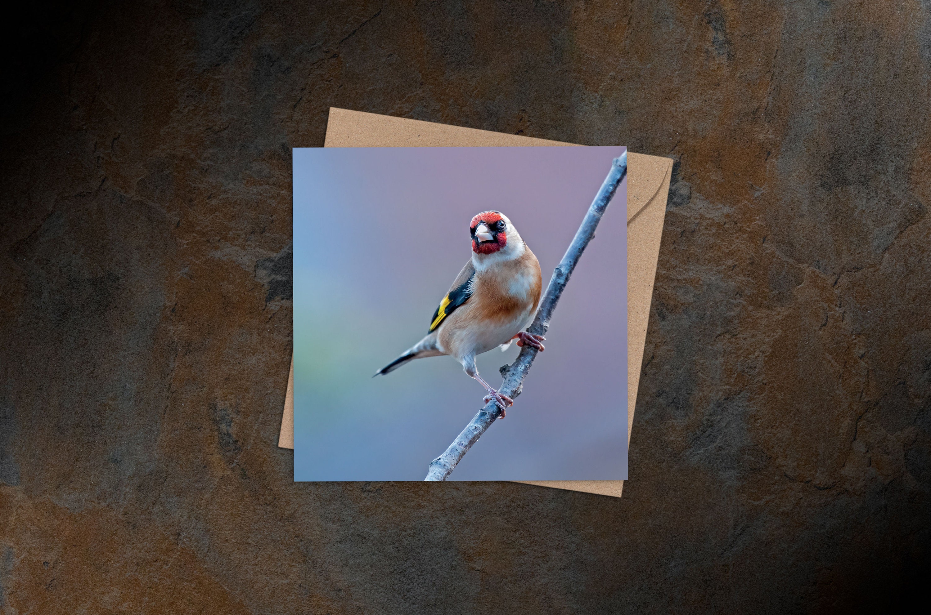 Goldfinch Bird Greeting Card Nature Photography Greeting Card Bird ...