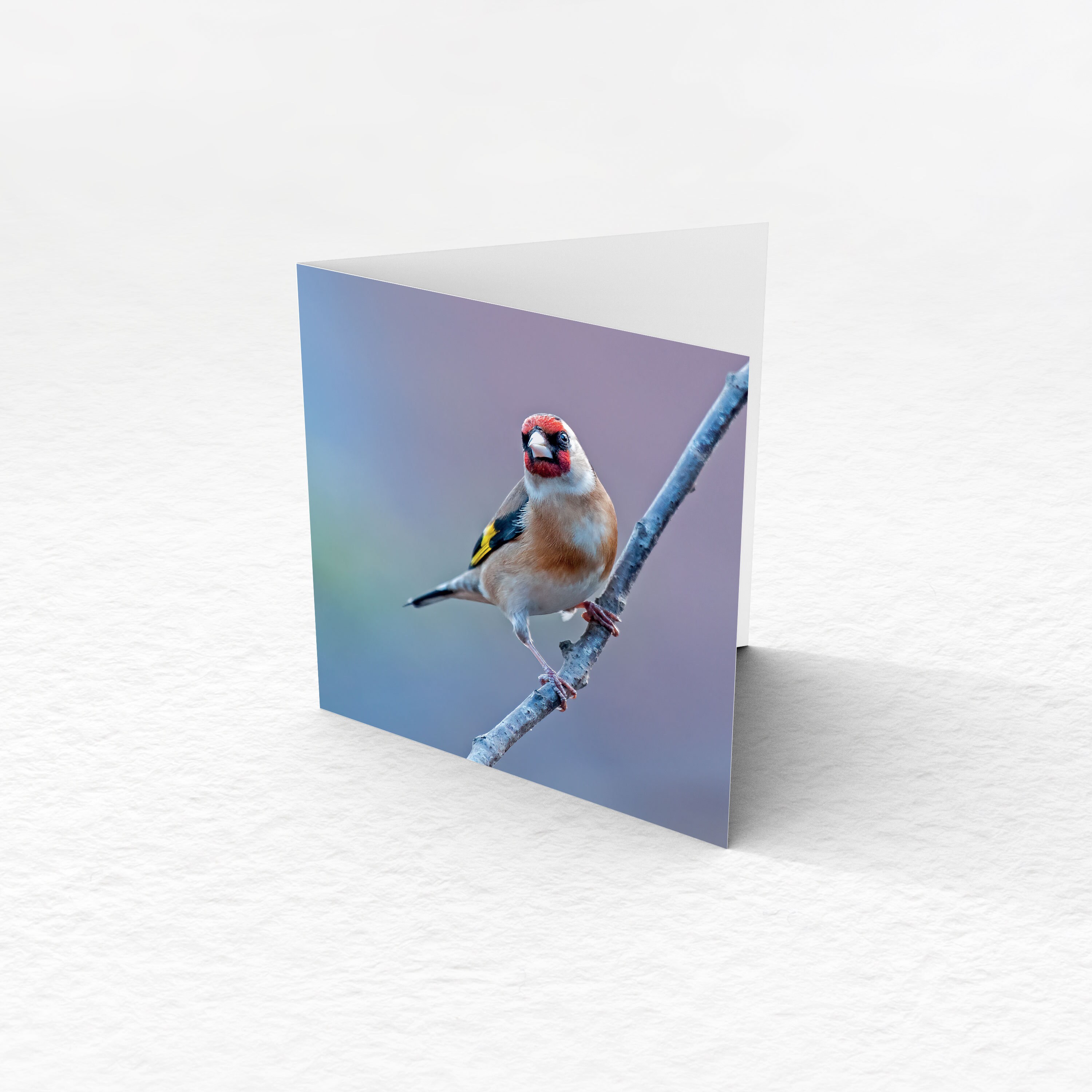 Goldfinch Bird Greeting Card – Nature Photography Greeting Card – Bird ...