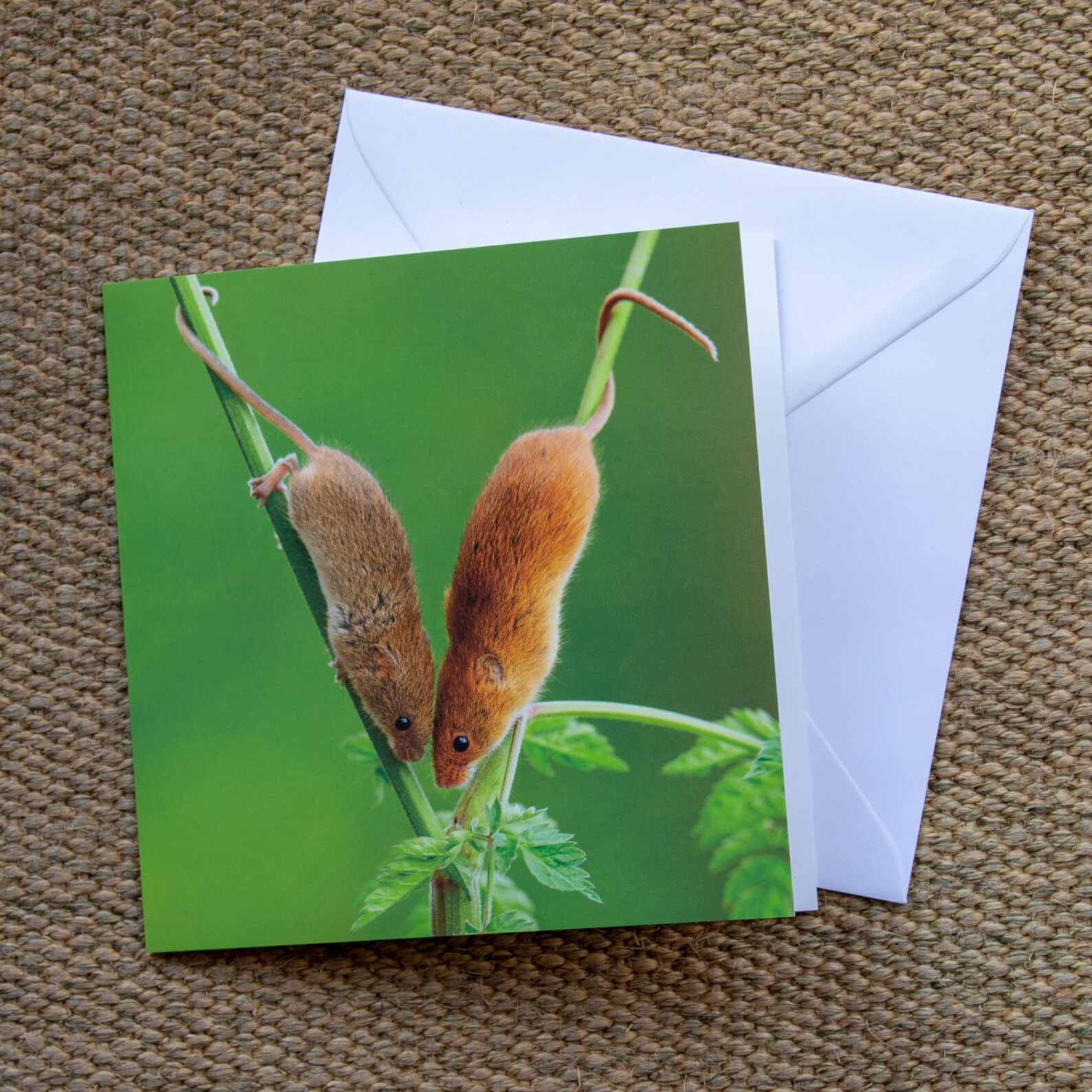 6 Nature Photography Greetings Cards – Blank Nature Cards – Greeting ...