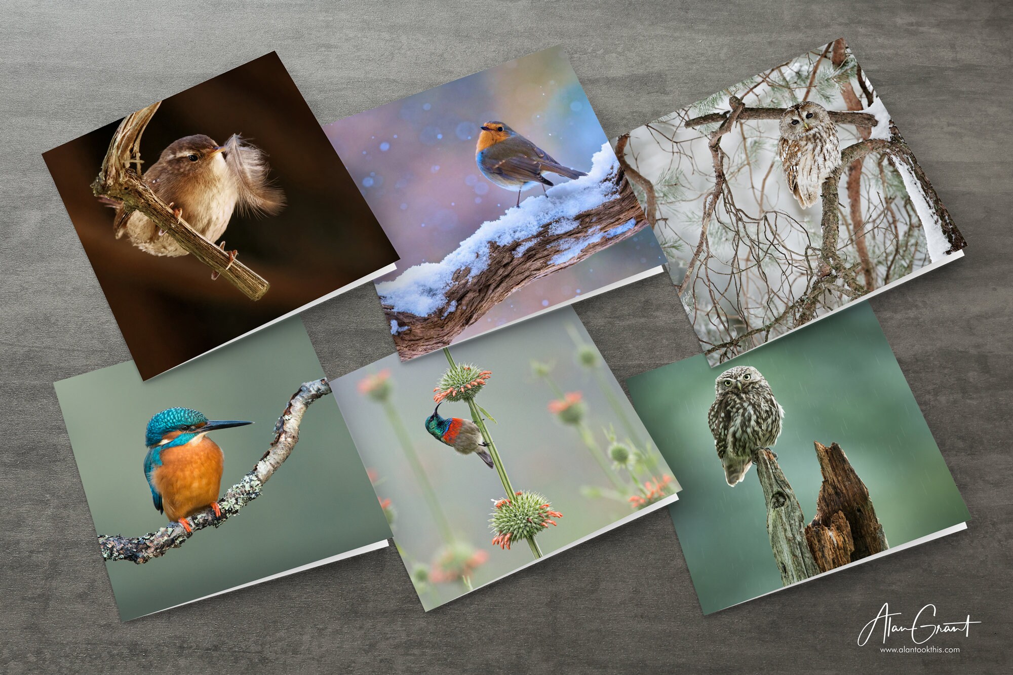 Pack of 6 Bird Photography Greetings Cards - Blank Nature Greeting ...