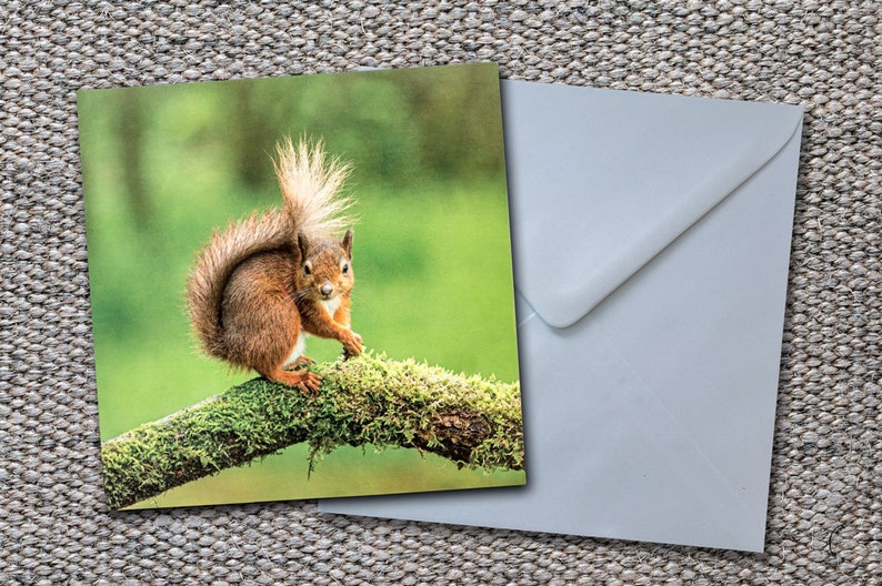 6 Blank Nature Greeting Cards – Wildlife Photo Cards – Nature Photo ...
