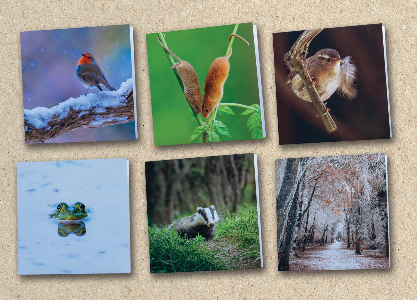 6 Nature Photography Greetings Cards – Blank Nature Cards – Greeting ...