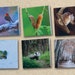 6 Nature Photography Greetings Cards Blank Nature Cards - Etsy UK