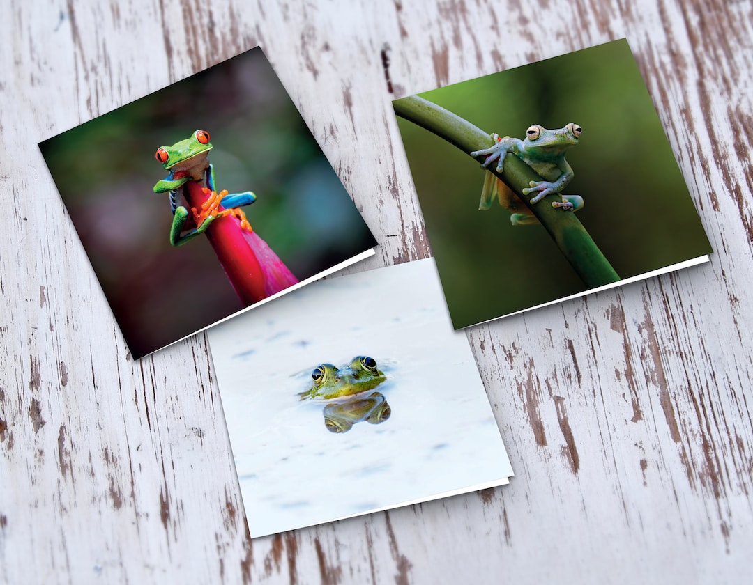 Frogs Greeting Card Set – Birthday Card – Blank Nature Greeting Cards ...
