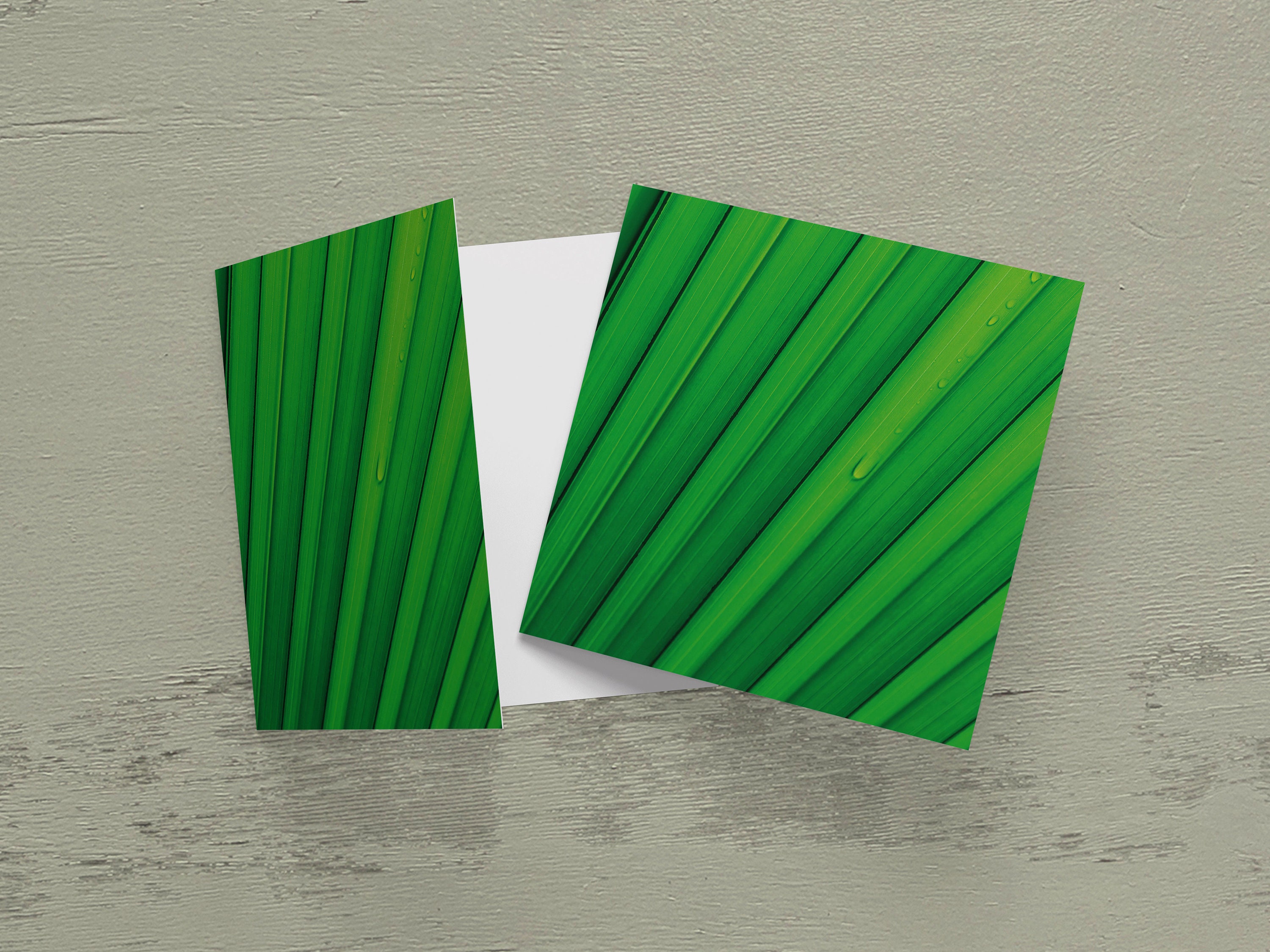 Palm Leaf Plant Greeting Card – Nature Photography Greeting – Plant ...