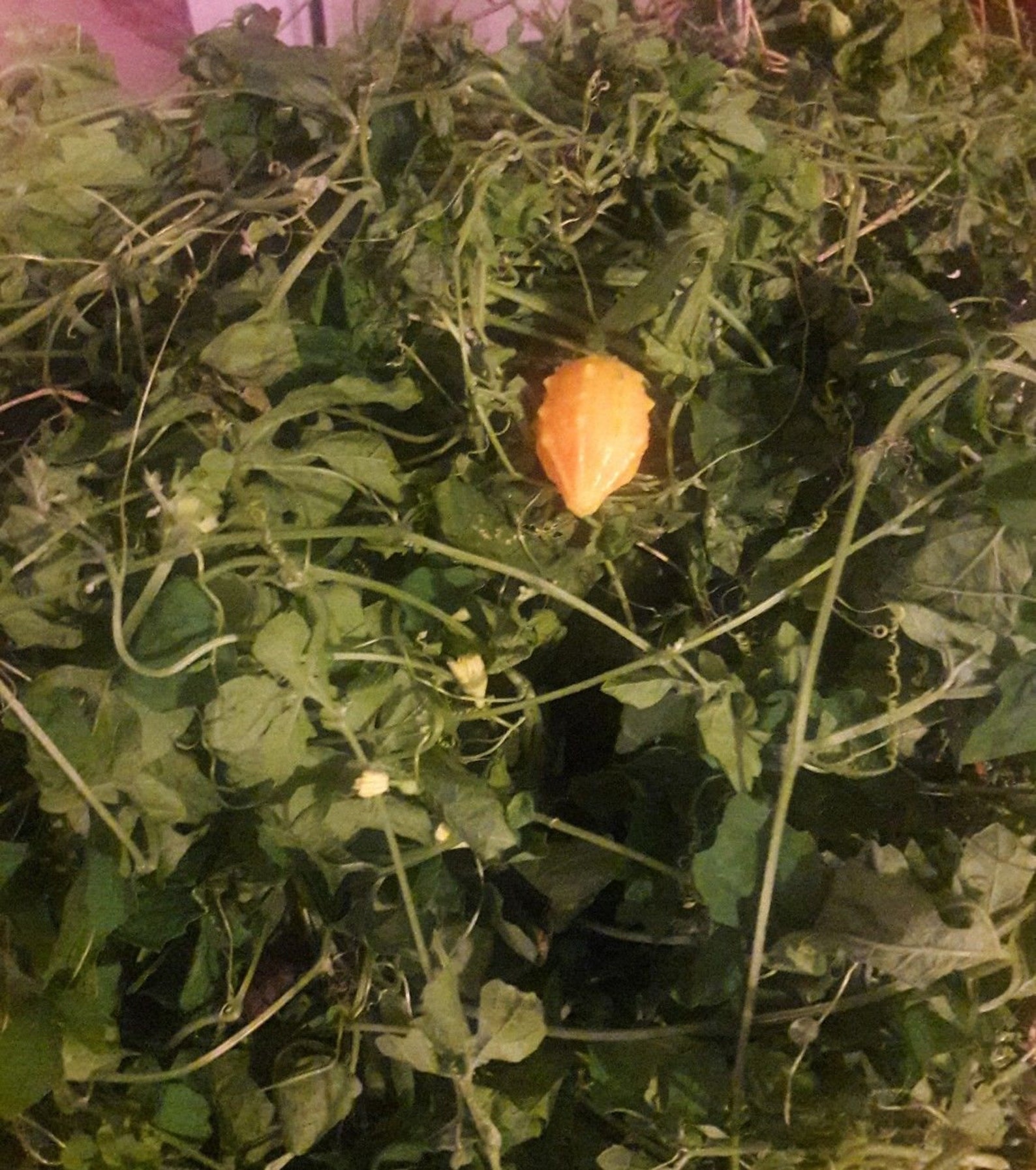 Cerasee Freshly Picked to Order | Etsy