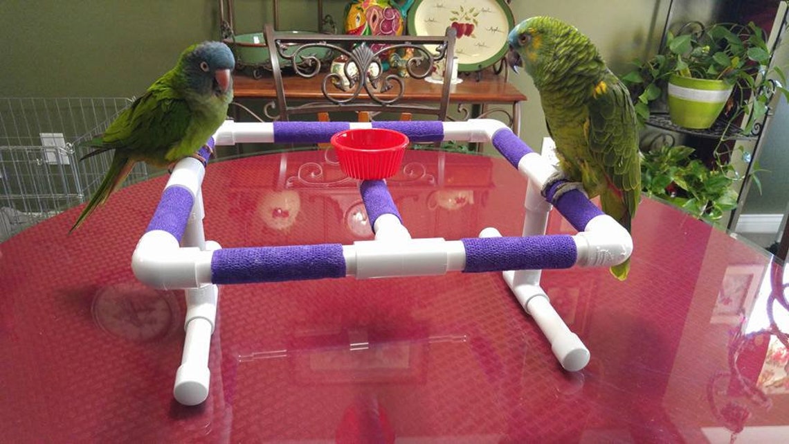 Table-top 1/2 Pvc Parrot Perch Bird Training Stand - Etsy