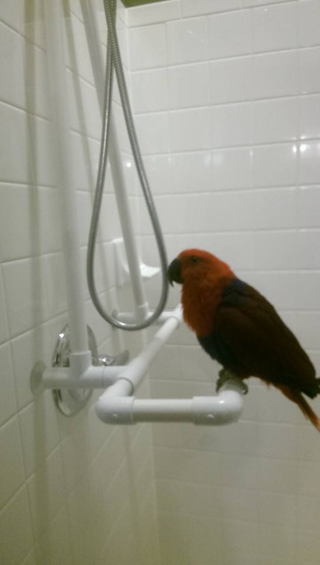 Medium Shower \ Bath Perch Stand Conures \ Parrots FREE SHIPPING #43 - Etsy
