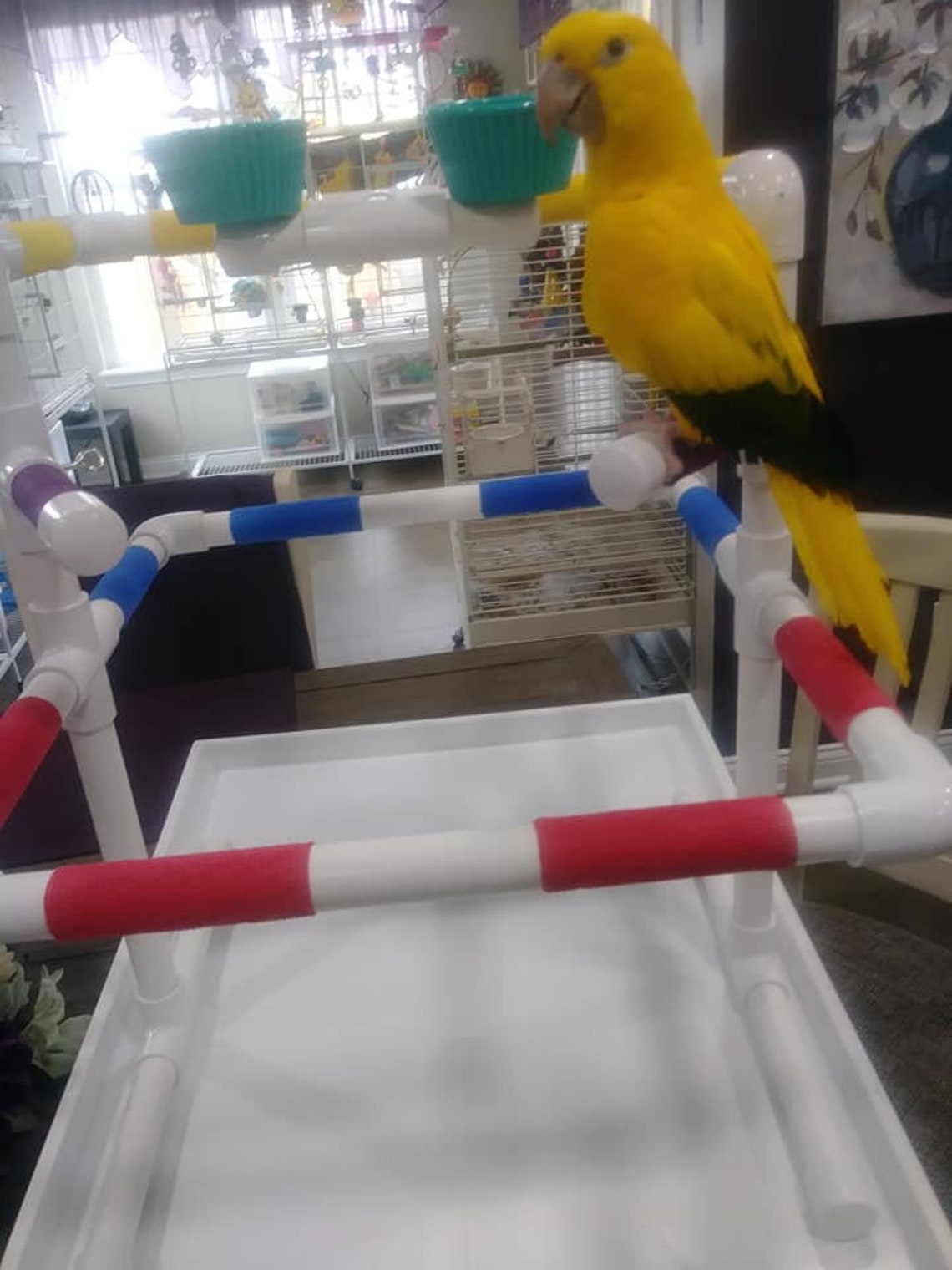 3/4 PVC Parrot Play Gym. Table Top Portable Bird Perch | Etsy