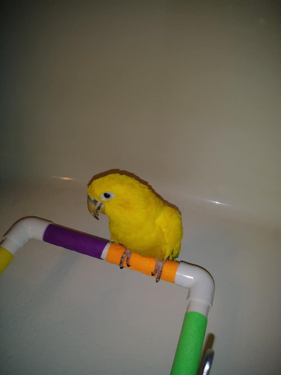 3/4 PVC Travel Bath & Shower Parrot Perch FREE - Etsy