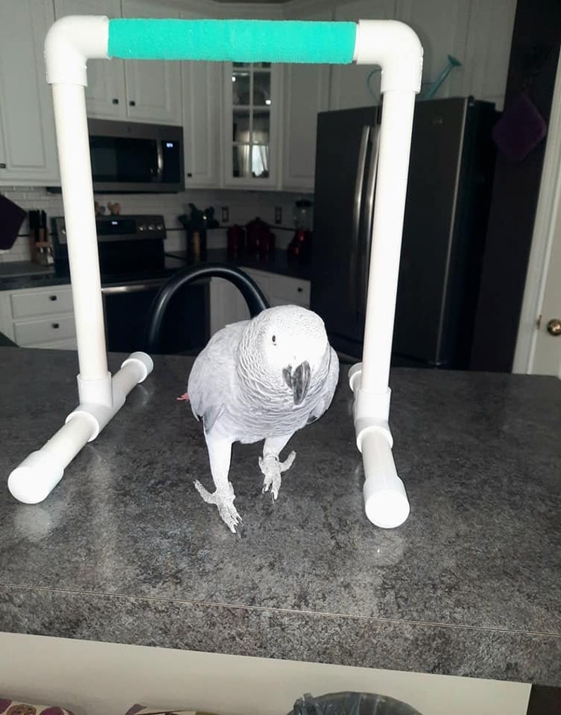 Transporter / Basic Medium Portable Parrot Perch / Toy or - Etsy