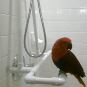Large Shower \ Bath Perch Stand Macaw, Cockatoo, Parrots FREE SHIPPING ...