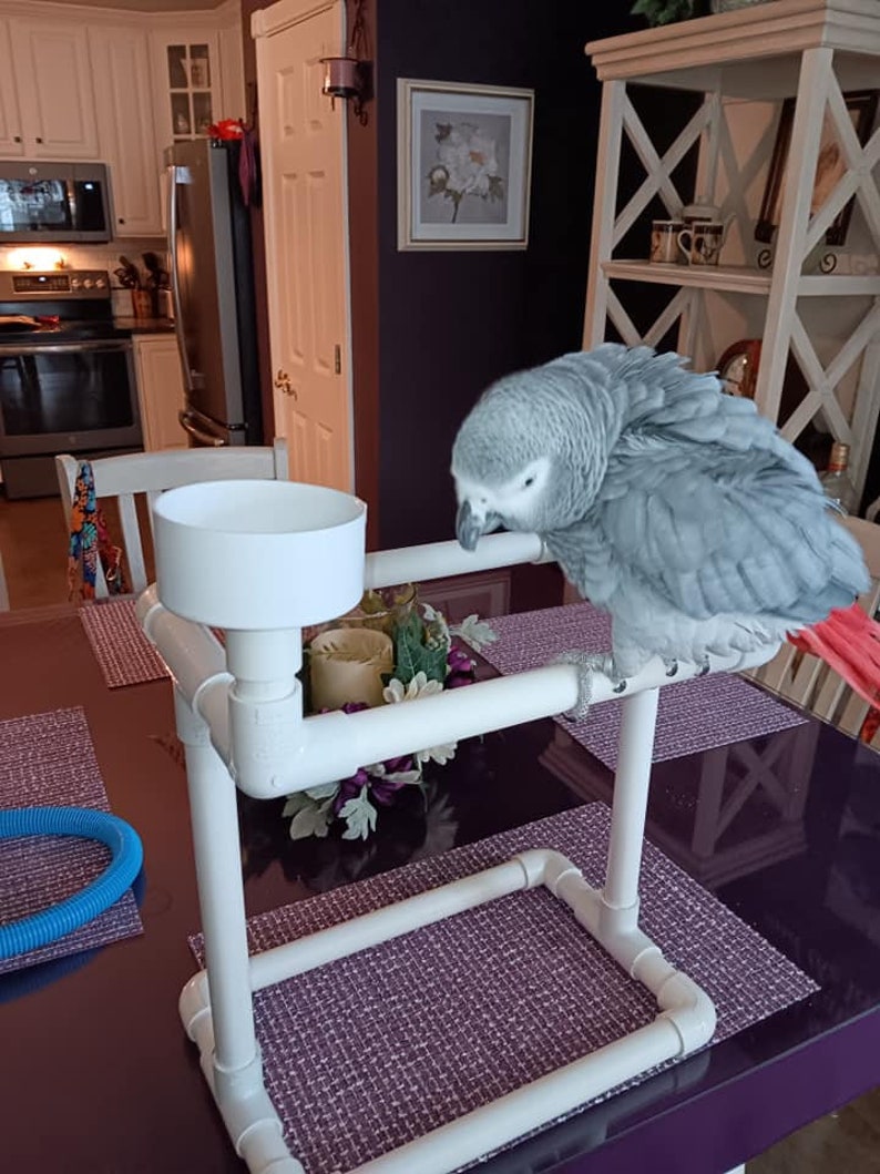 The "breakfast Bar" Table Top \ Portable Perch W 2 Cups, Sml, Med,lge ...