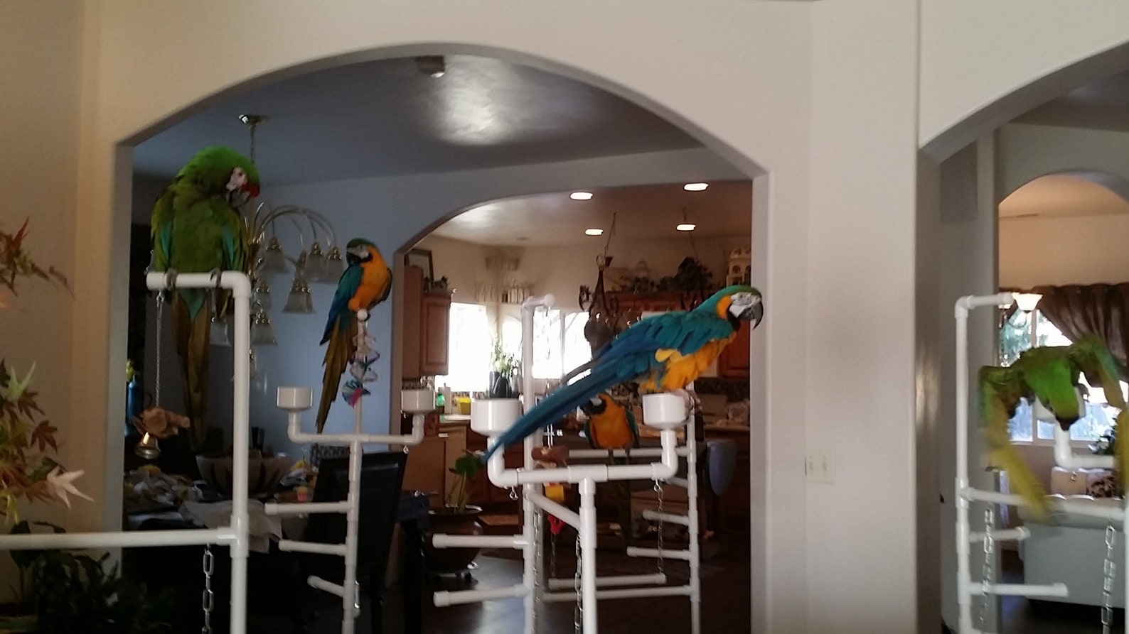 1" PVC Parrot Play Stand Textured Large Bird FLOOR PERCH ** With Swing ...