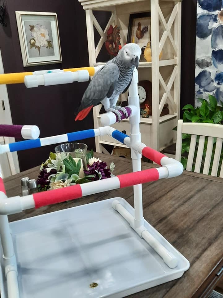 3/4 PVC Parrot Play Gym. Table Top Portable bird Perch | Etsy