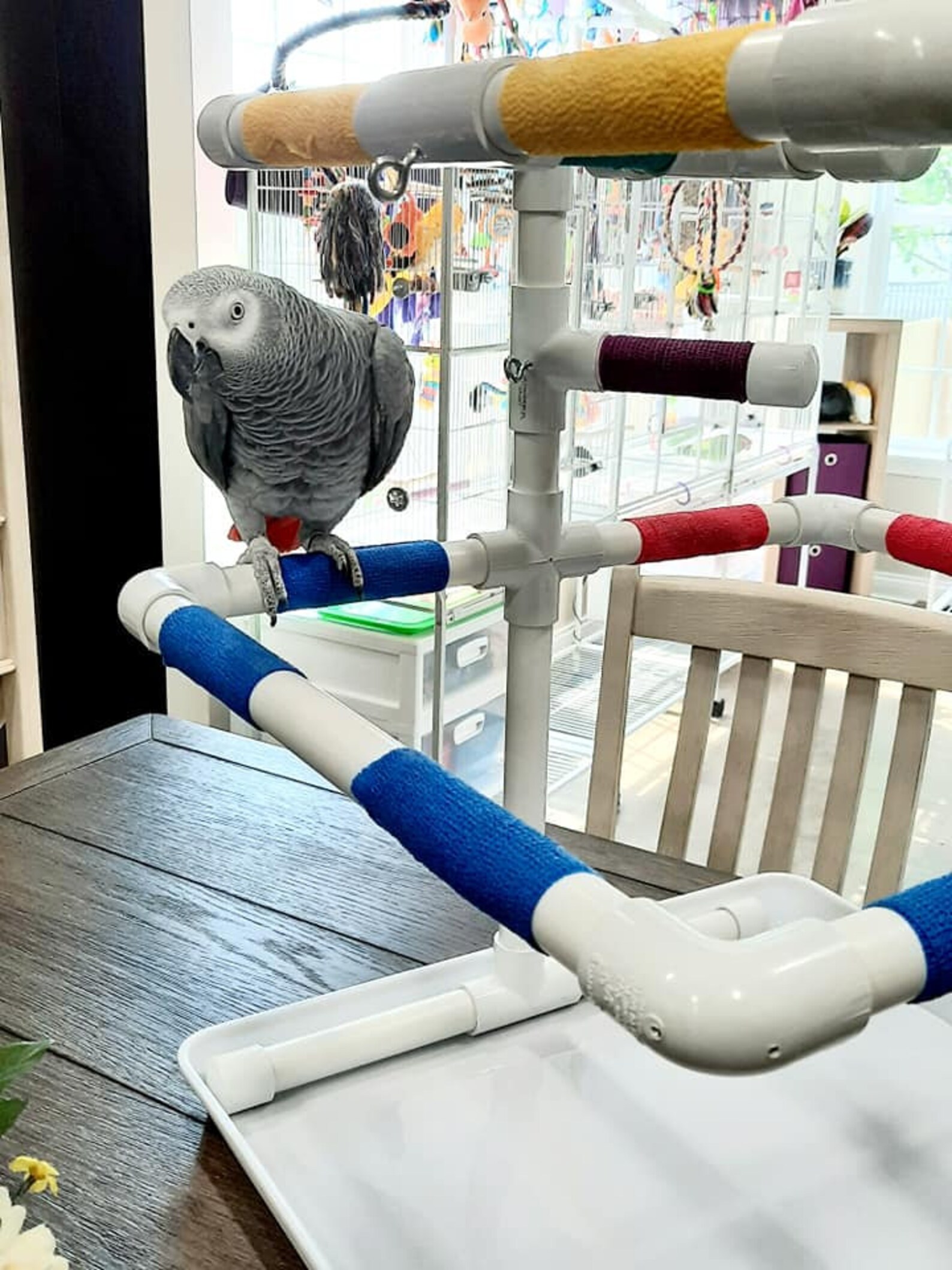 3/4 PVC Parrot Play Gym. Table Top Portable Bird Perch | Etsy