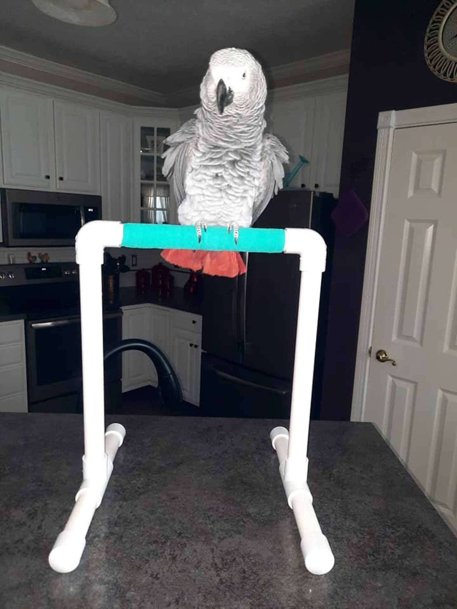 Transporter / Basic Medium Portable Parrot Perch / Toy or Swing Stand ...