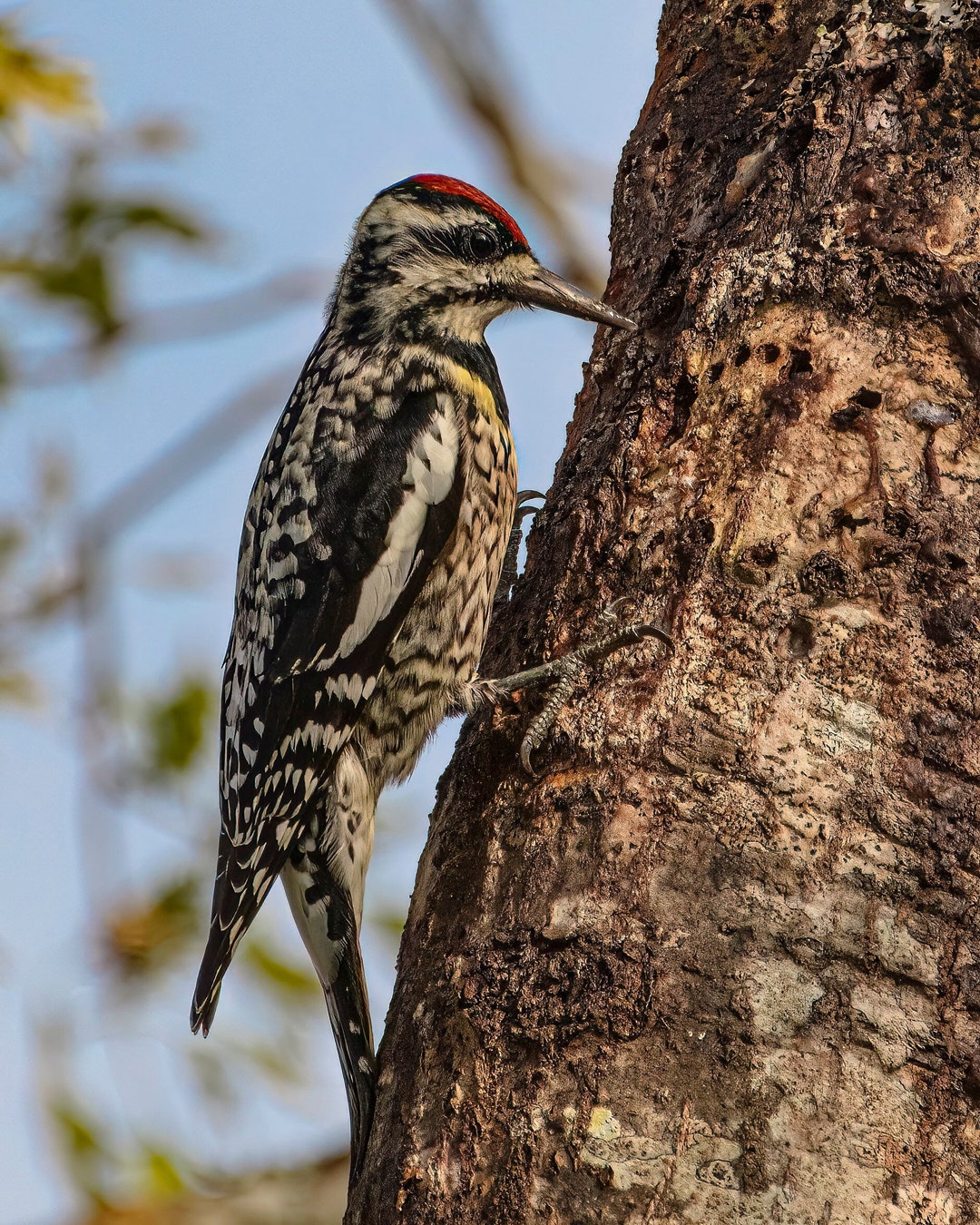 Yellow-bellied Sapsucker in Deland Florida - Etsy