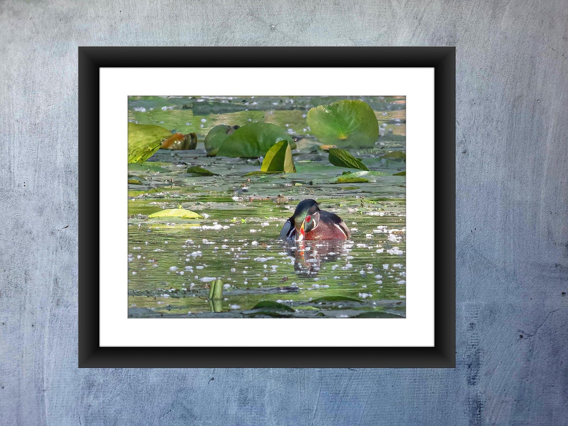 Wood Duck and Cottonwood Fluff at Sheldon Marsh - Etsy
