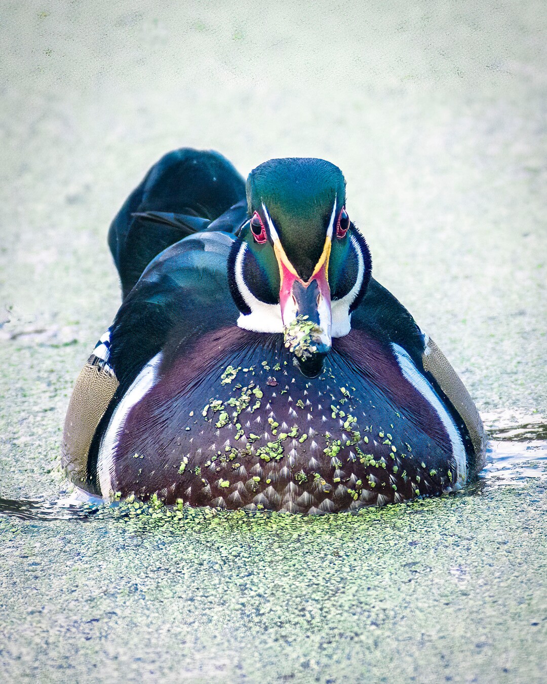Wood Duck at Sheldon Marsh image 5 - Etsy