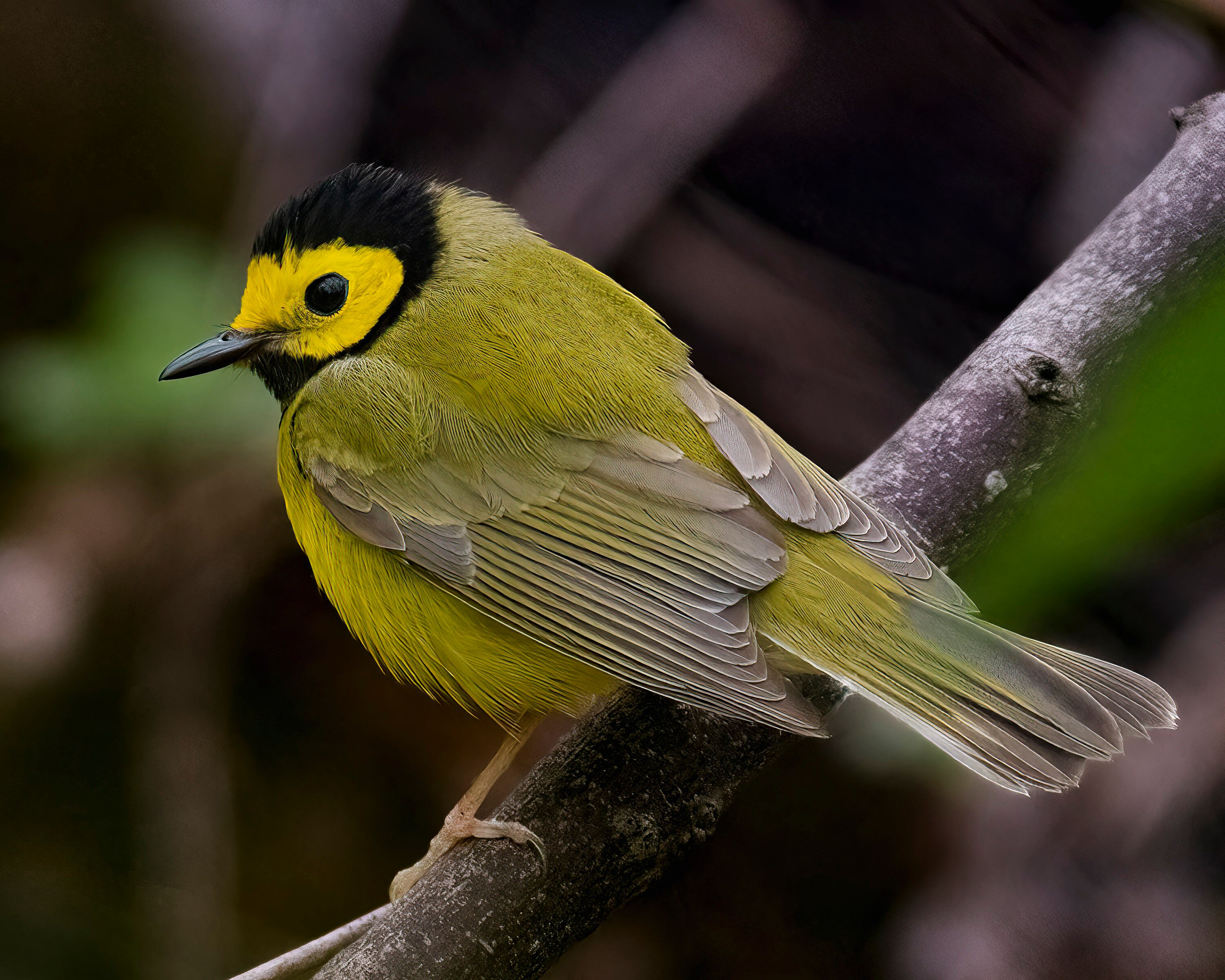 Hooded Warbler at Magee Marsh - Etsy