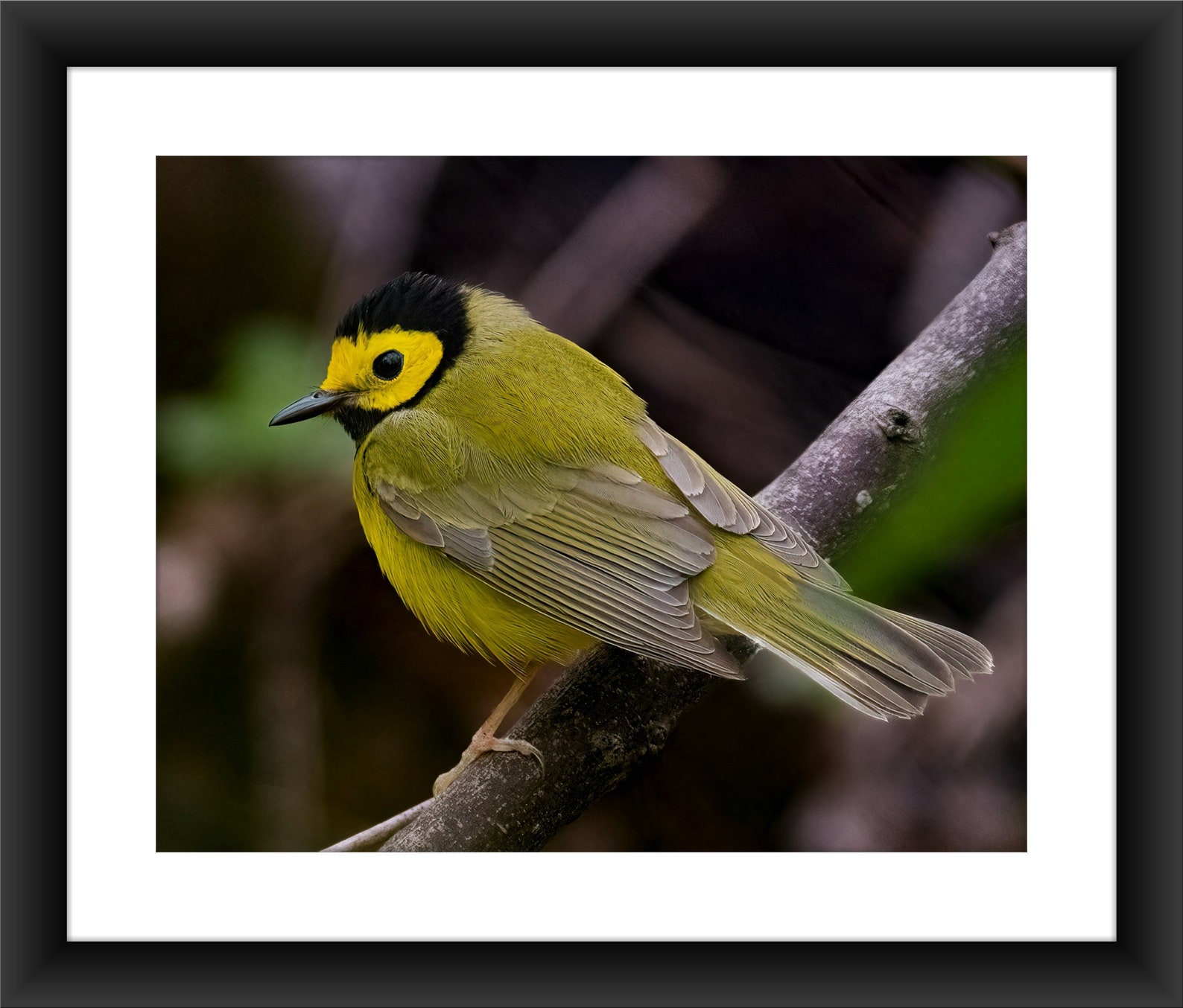 Hooded Warbler at Magee Marsh - Etsy