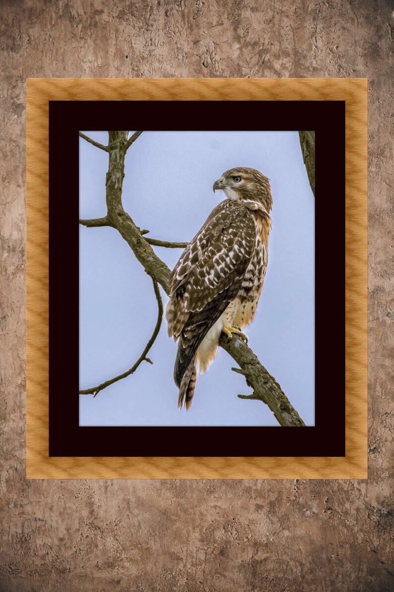 Juvenile Red-tailed Hawk at the Ottawa National Wildlife Refuge - Etsy