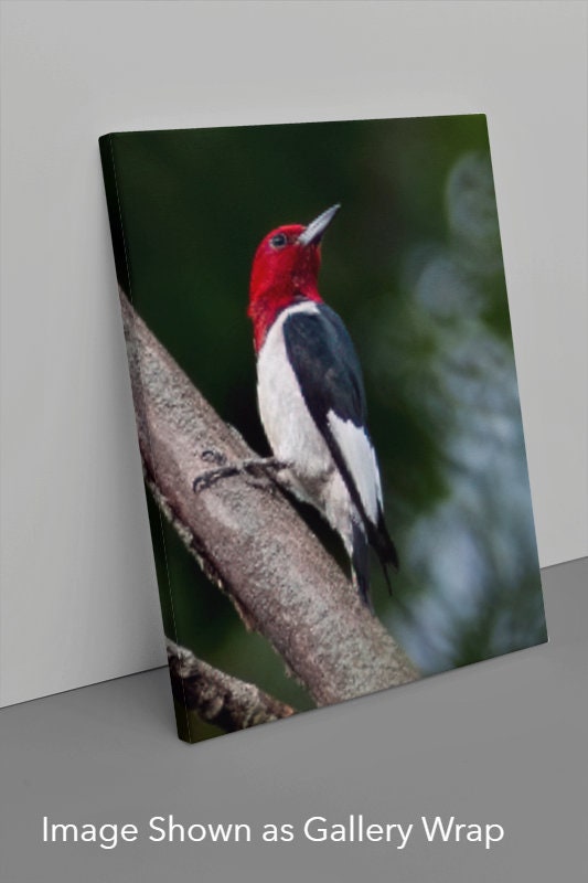 Red-headed Woodpecker at Sheldon Marsh (image 2) - Etsy