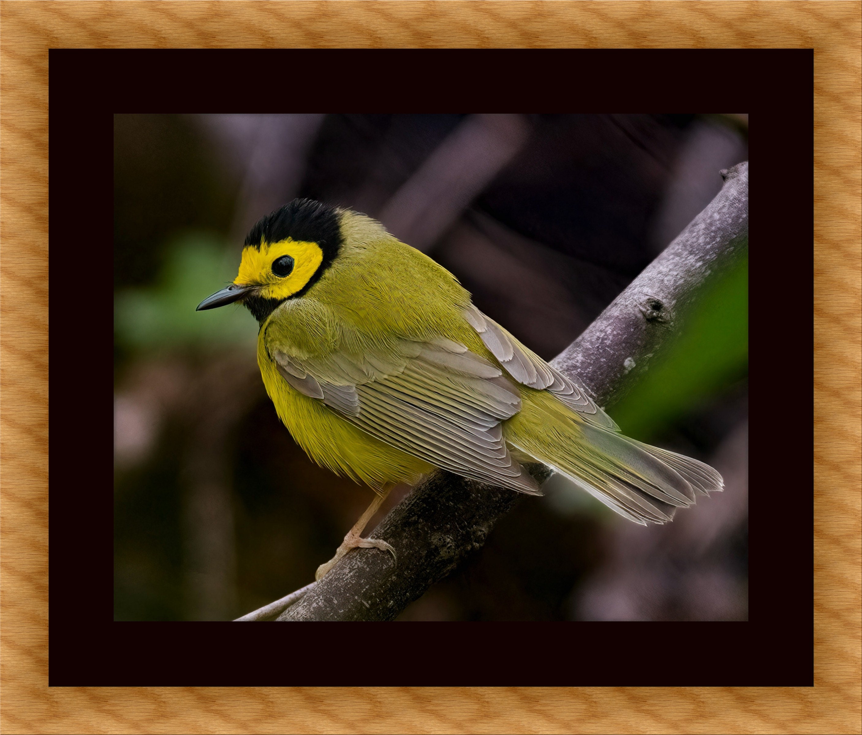 Hooded Warbler at Magee Marsh - Etsy