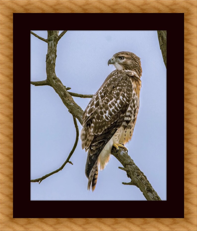 Juvenile Red-tailed Hawk at the Ottawa National Wildlife Refuge - Etsy