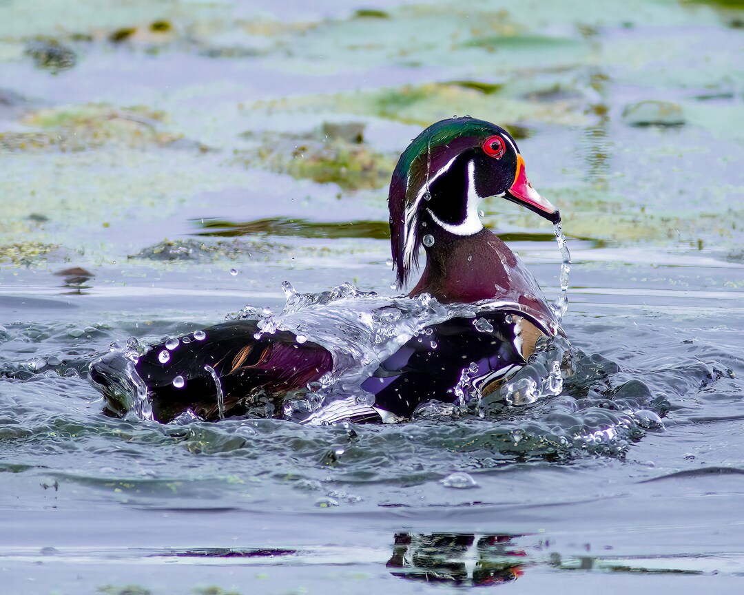 Wood Duck at Sheldon Marsh image 6 - Etsy