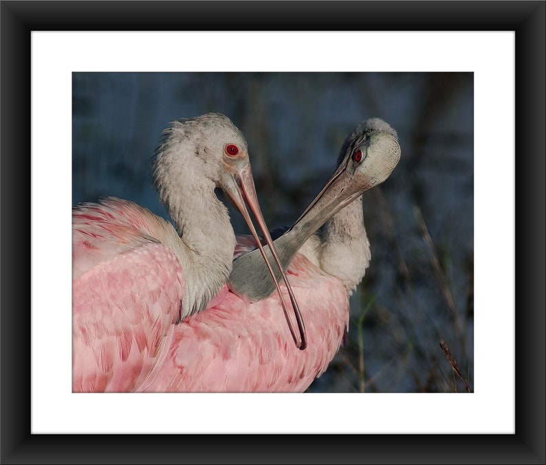 Young Roseate Spoonbills at the Merritt Island National Wildlife Refuge ...