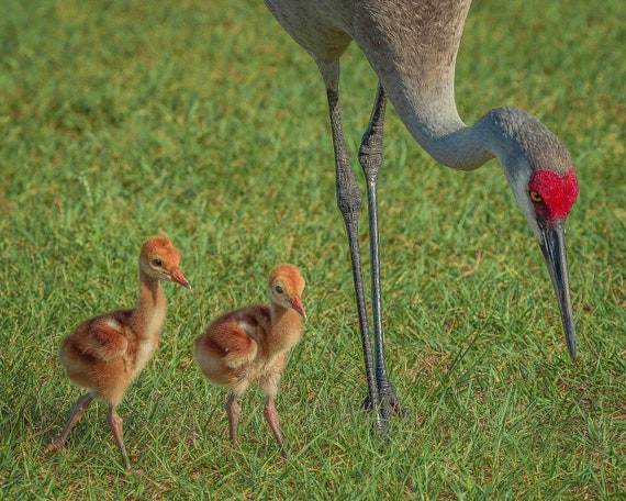 Sandhill Crane Family at the Lake Woodruff National Wildlife - Etsy