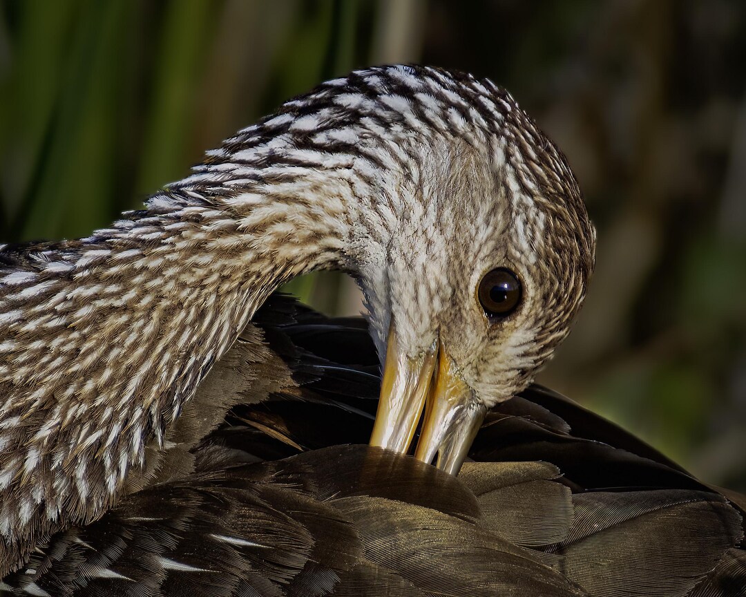 Preening Limpkin at Orlando Wetlands - Etsy
