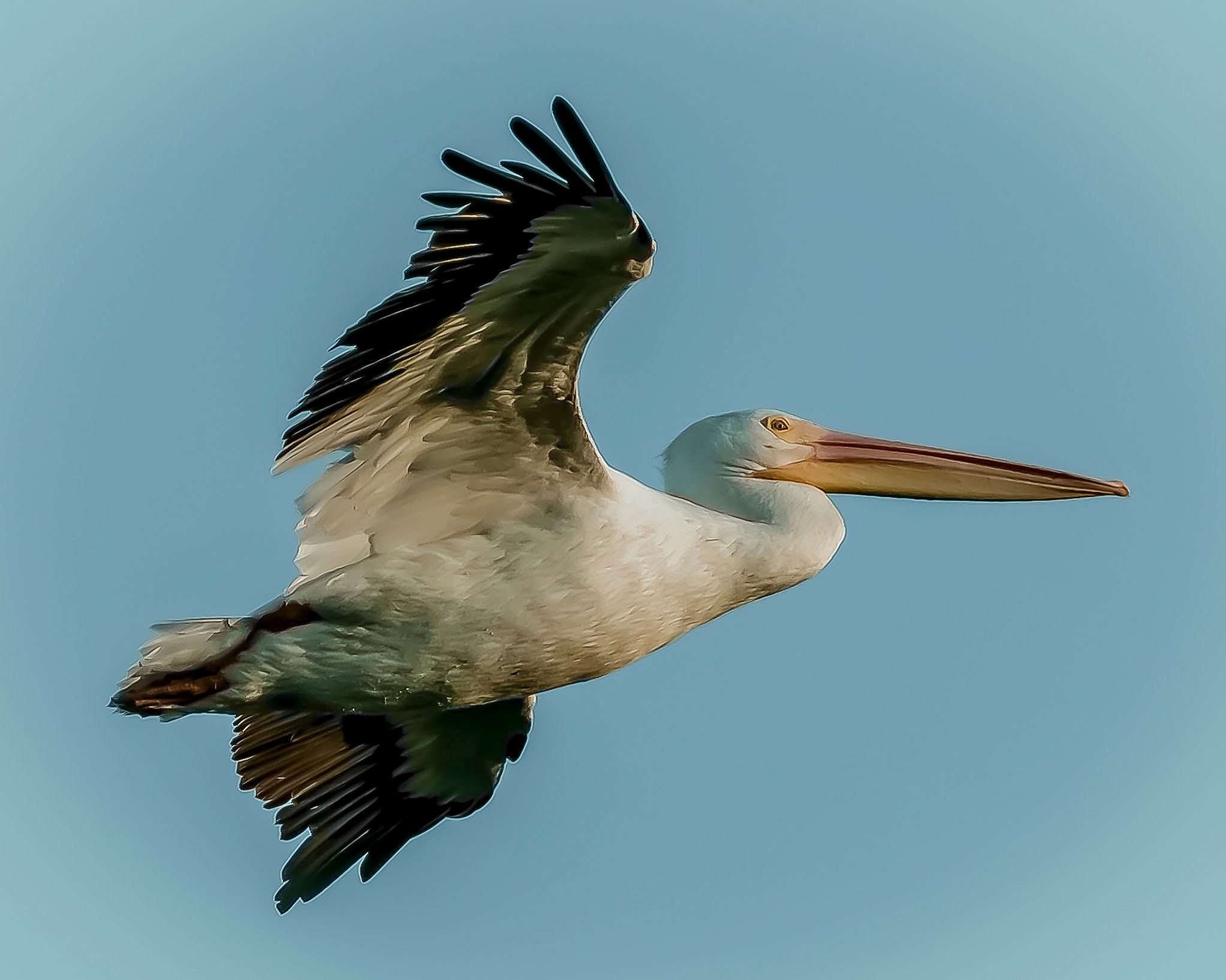 Pelican Flying Towards Camera