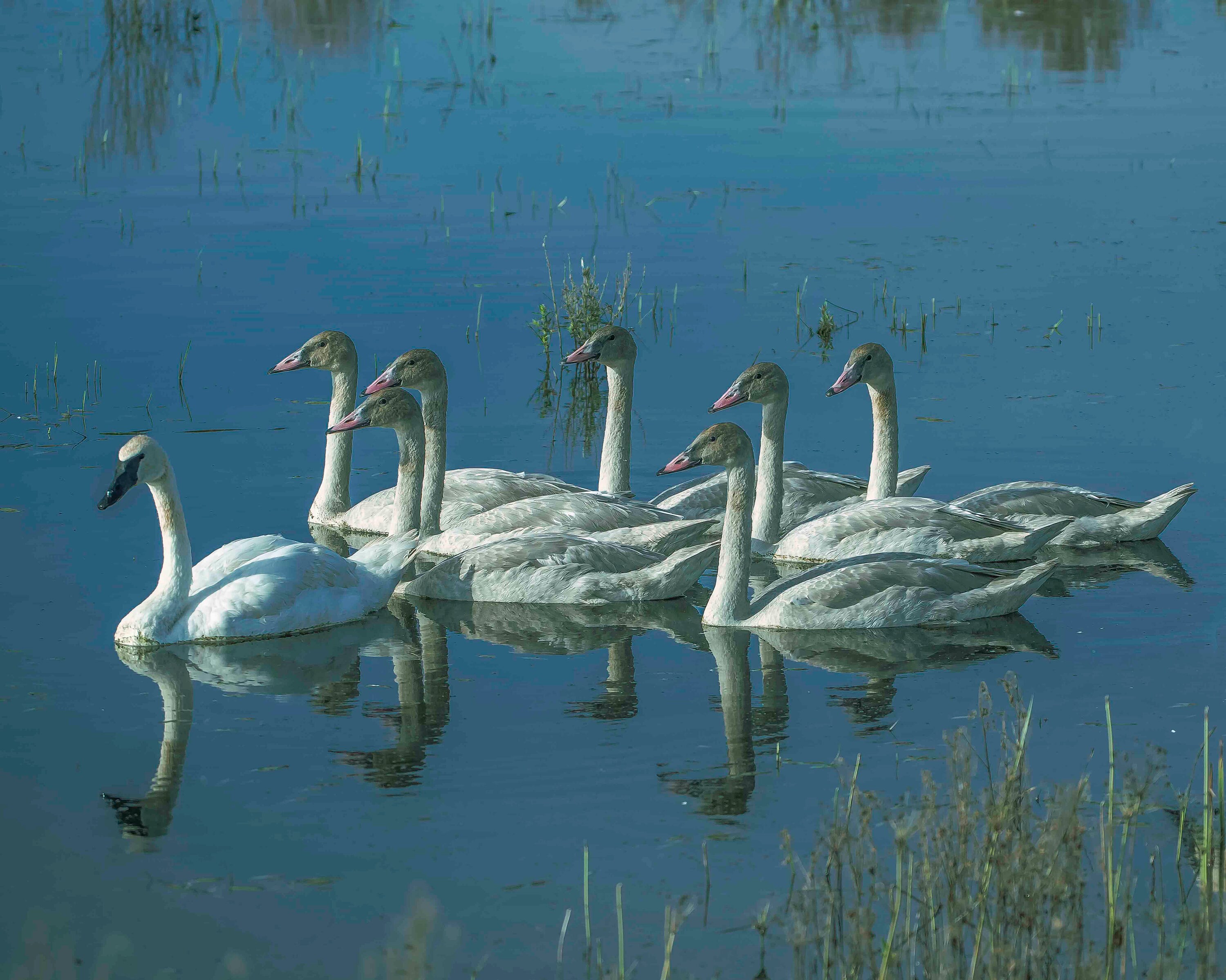 Trumpeter Swan Family at the Ottawa National Wildlife Refuge | Etsy
