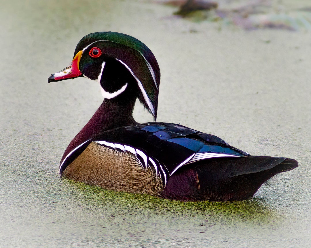 Wood Duck at Sheldon Marsh image 3 - Etsy