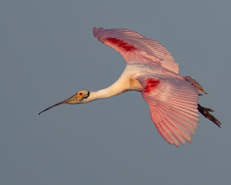 Roseate Spoonbill Over Stick Marsh (image 1) - Etsy