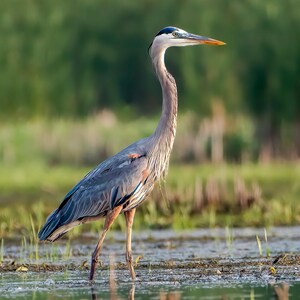 Great Blue Heron at Howard Marsh - Etsy